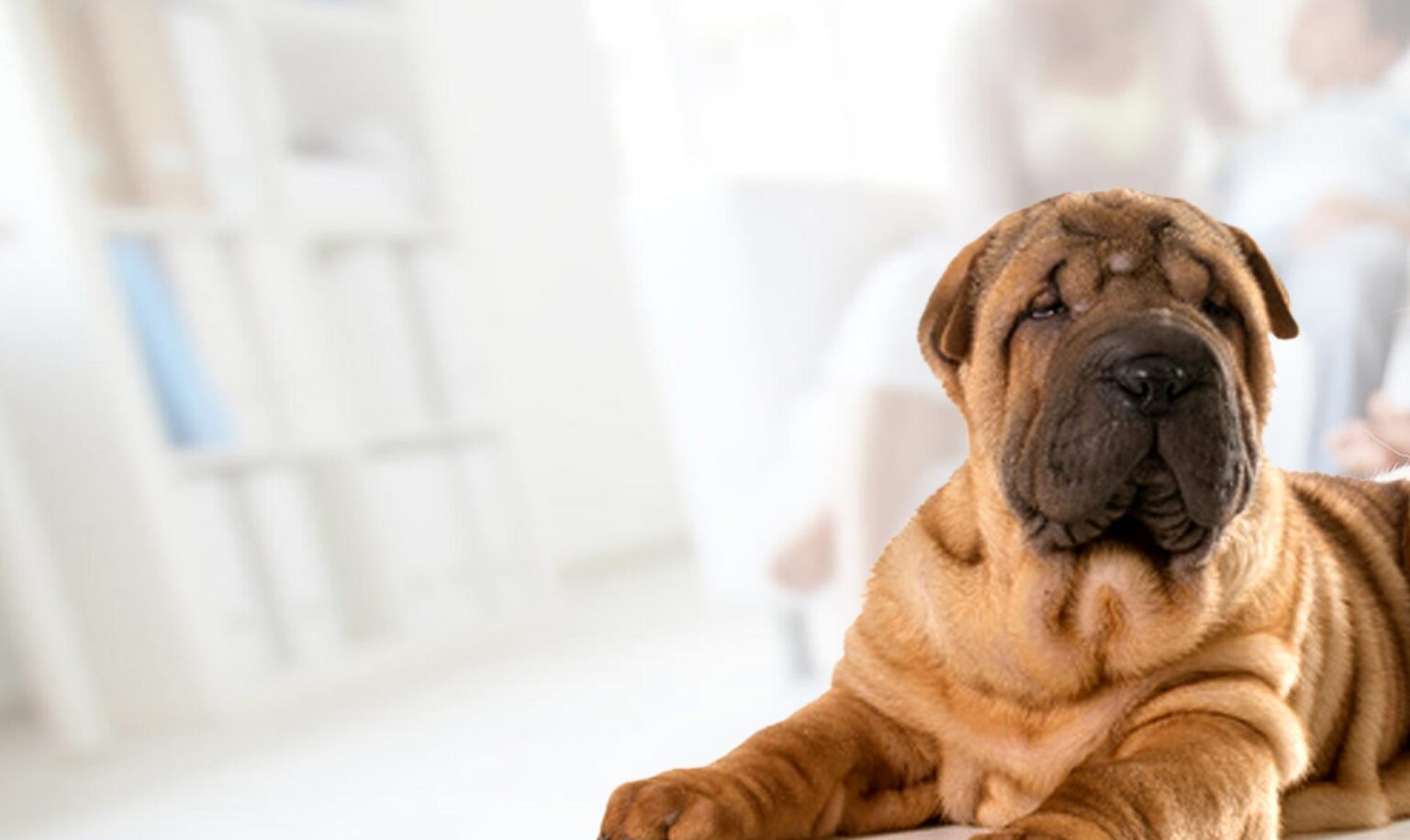 Rasseportrait: Shar Pei - Faltenhund | DOG FIT by PreThis® Magazin