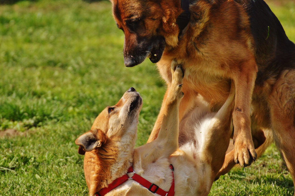 Mobbing unter Hunden | DOG FIT Magazin