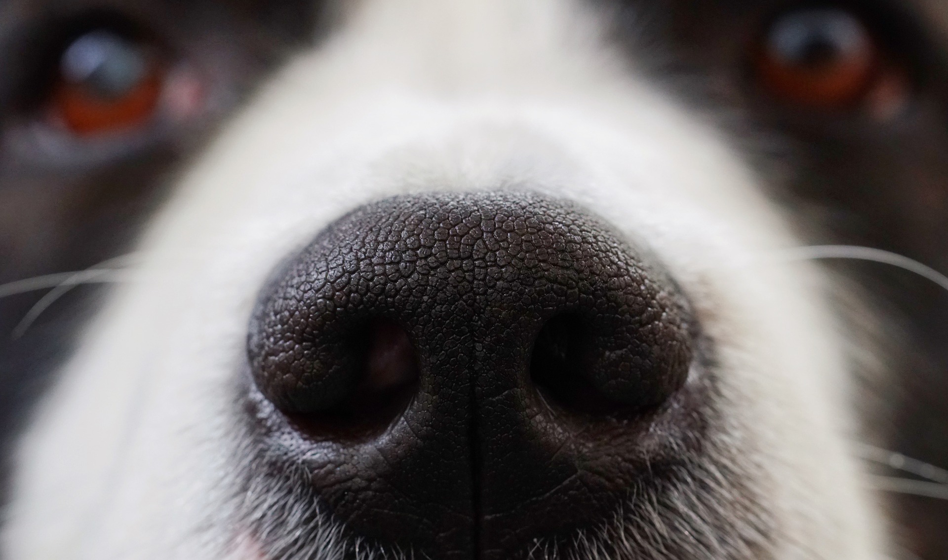 Der Hund und seine Nase | DOG FIT Magazin