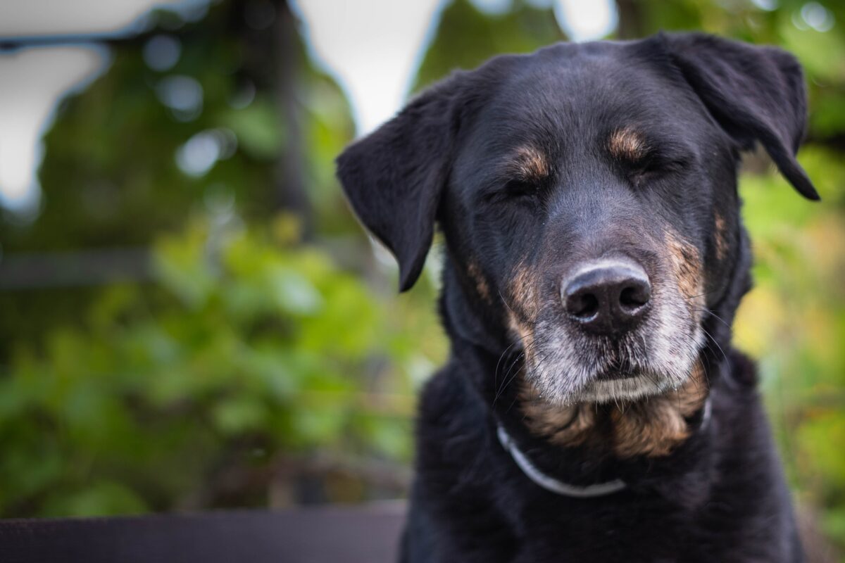 Alte Hunde » Wenn der Hund zum Senior wird » DOG FIT Magazin