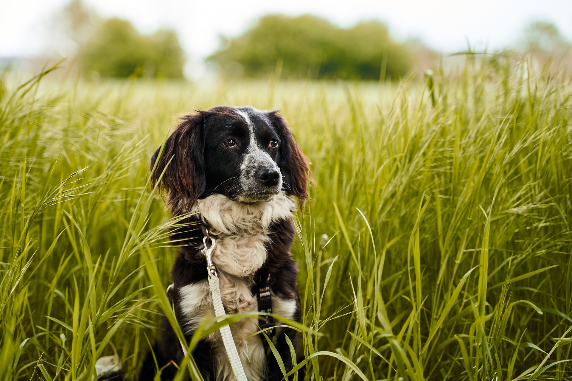 How Do I Protect My Dog From Infections DOG FIT By PreThis Magazine