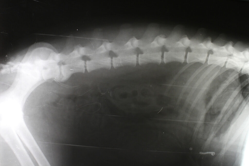 Wedge vertebrae in dogs: Causes, Symptoms & Tipps » DOG FIT by PreThis®