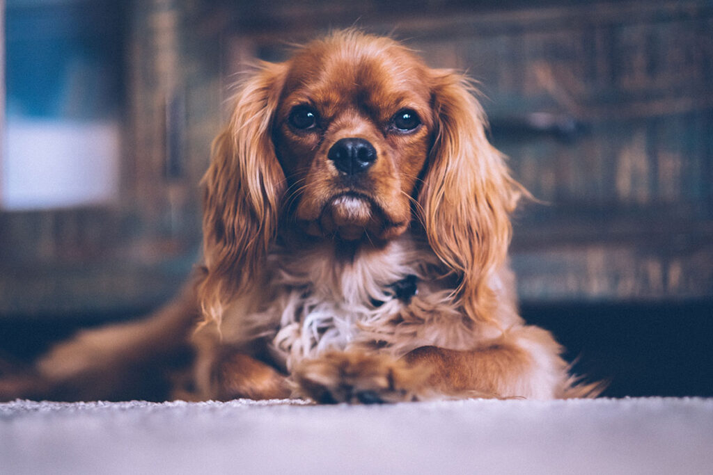 Chondrodystrophy (CDDY) in Dogs: A Guide » DOG FIT by PreThis®